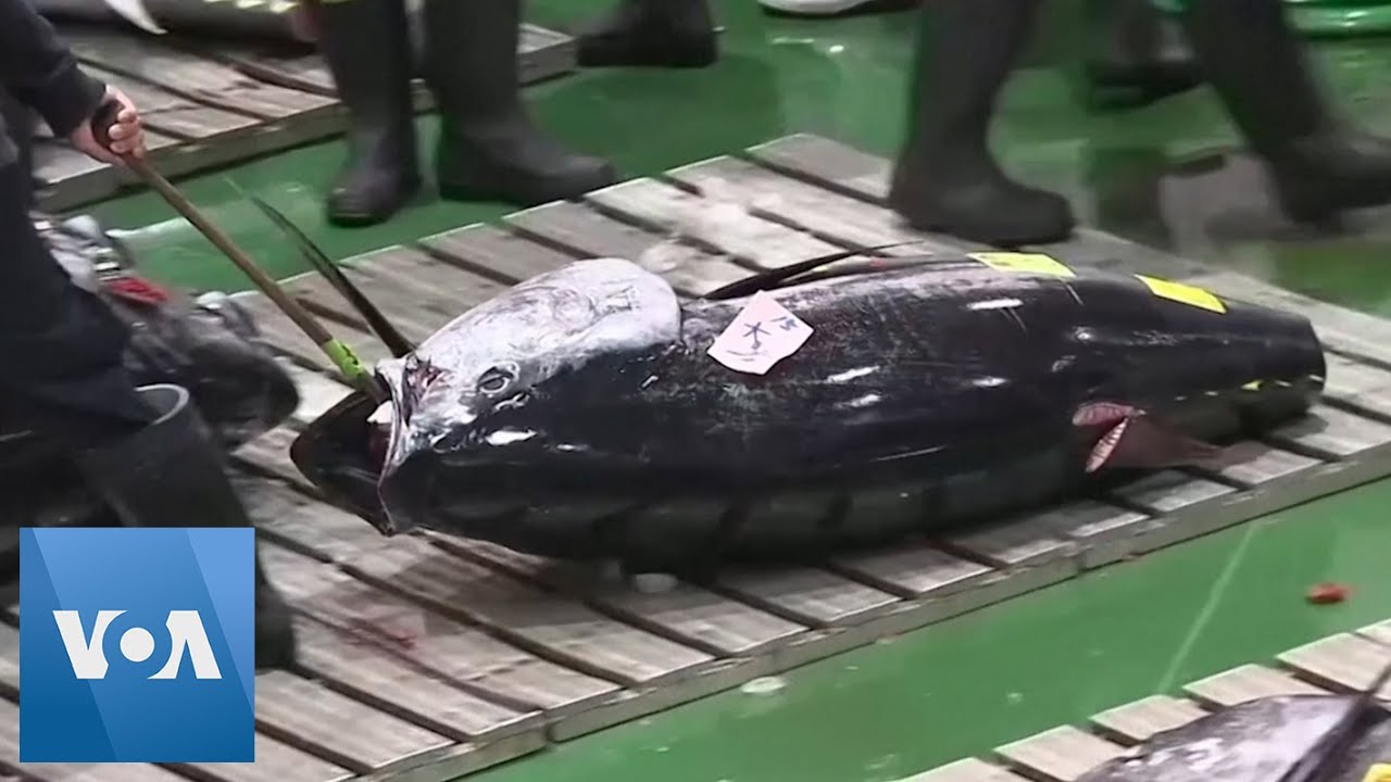 Blue Fin Tuna Sells for Nearly $2 Million at Japan New Year Auction in ...